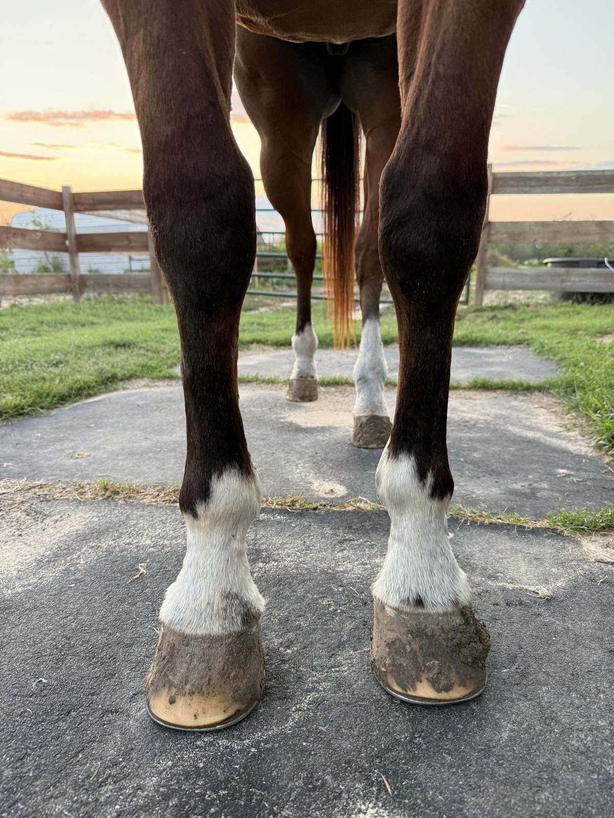 Quarter Horse Gelding *Ranch Horse* 14 yo, 16.1hh