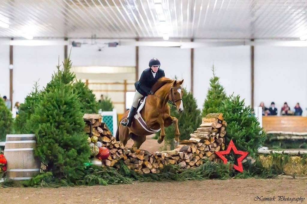 OTTB Gelding