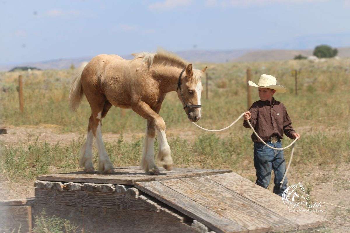 Shasta - Extremely Sweet Weanling 11hh Palomino GVHS Filly!