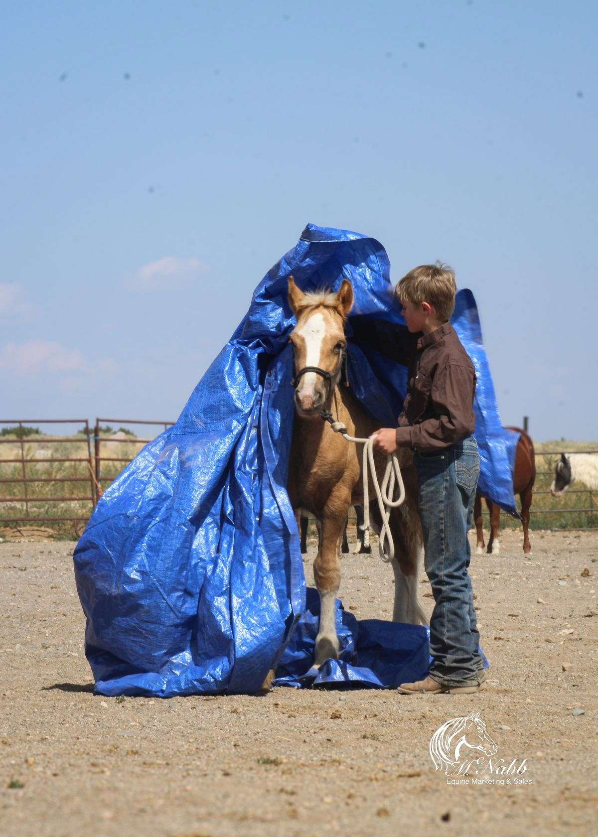 Shasta - Extremely Sweet Weanling 11hh Palomino GVHS Filly!