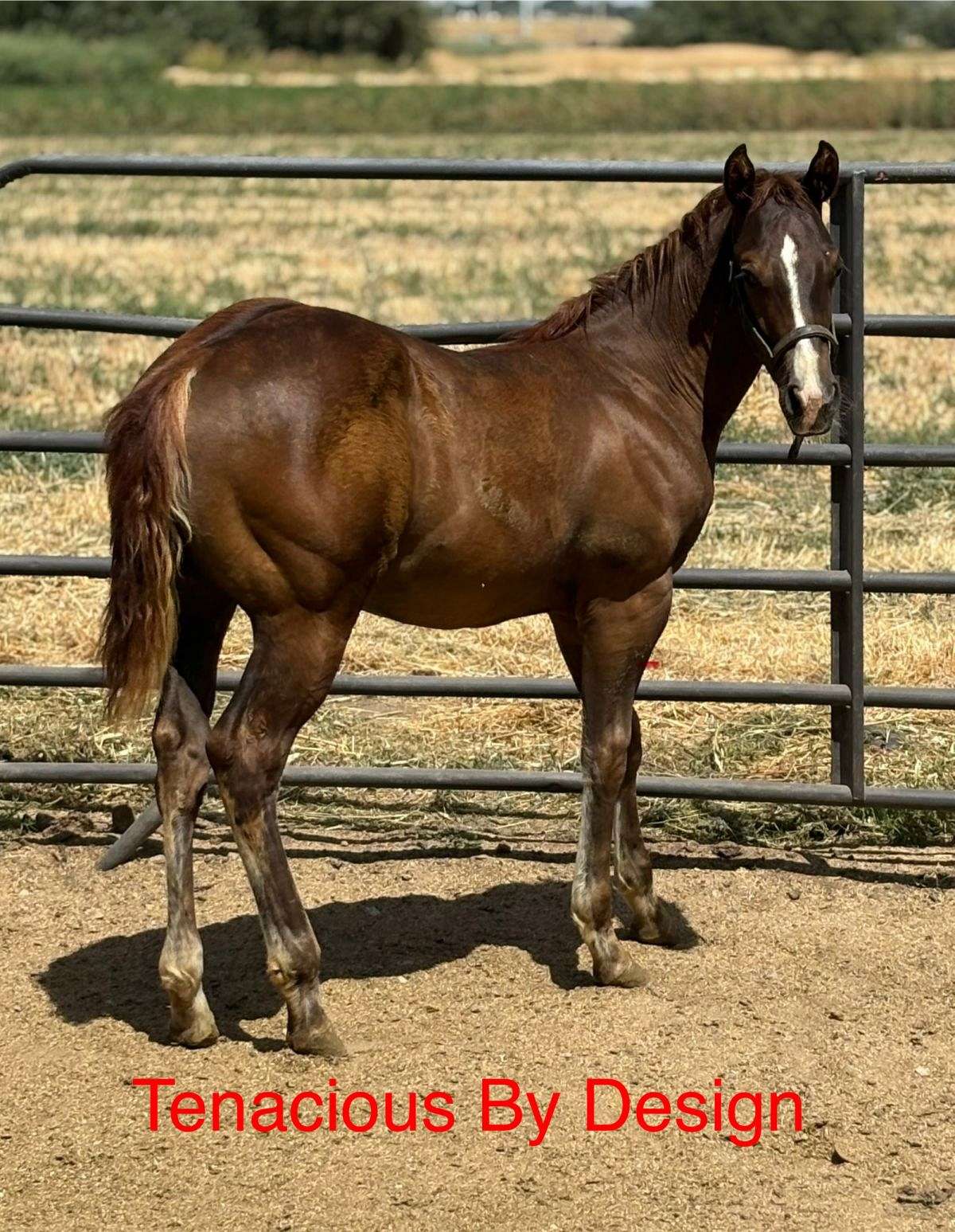 Premium Double Registered Colt