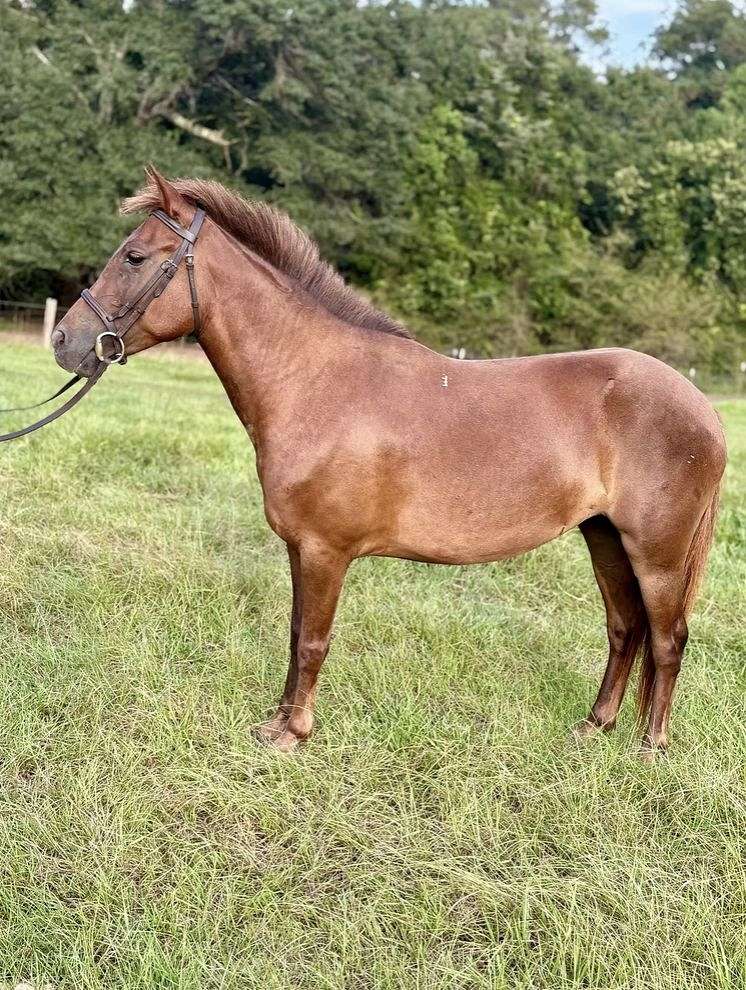 Sweet and Kid Safe Pony Mare