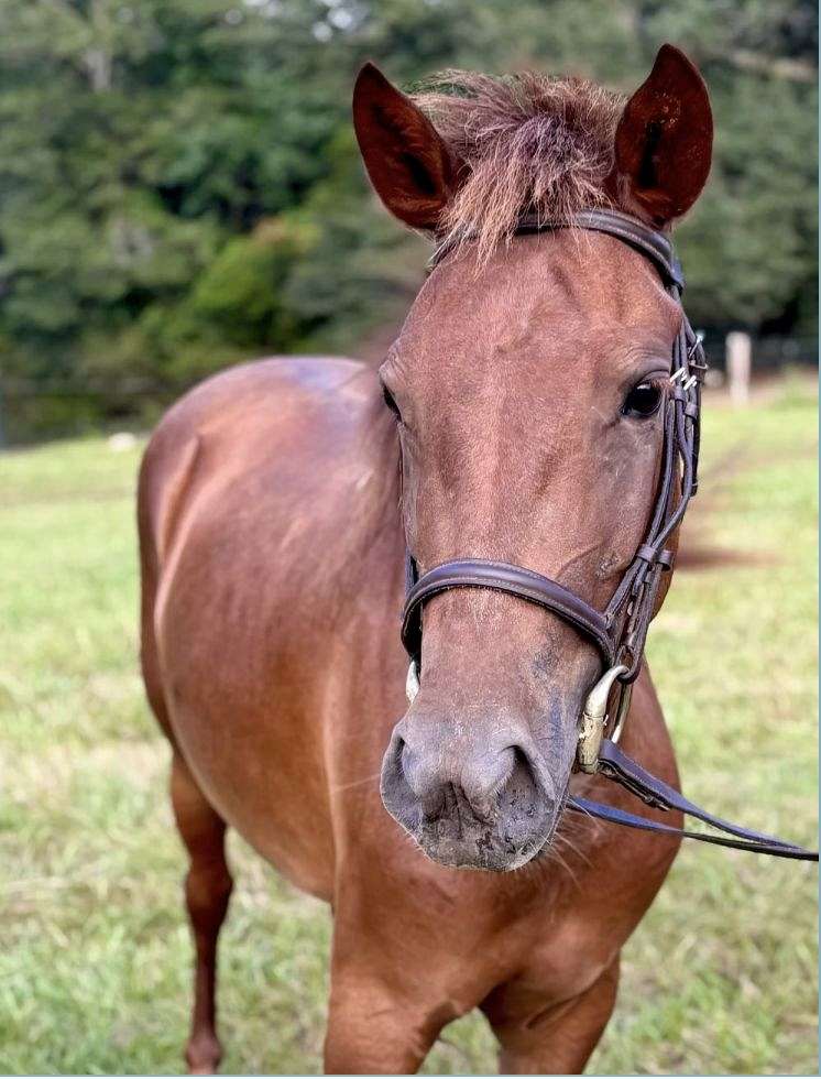 Sweet and Kid Safe Pony Mare