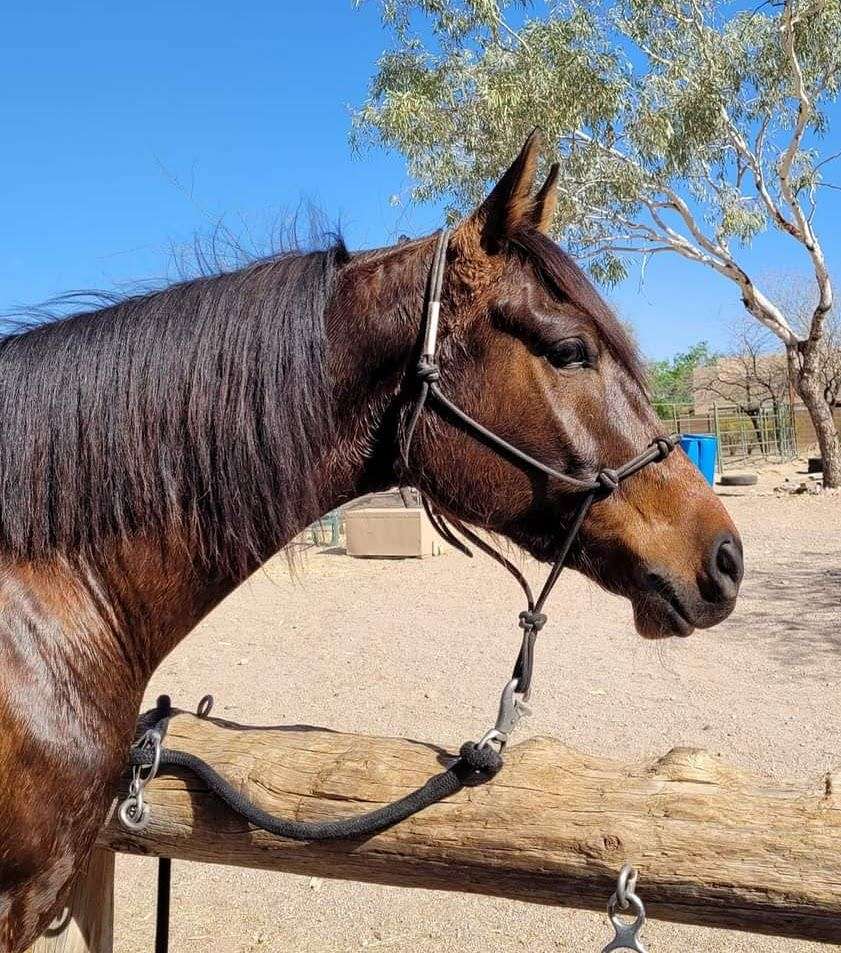 Introducing Kt Dark Vader-2016 Arabian Gelding Bay