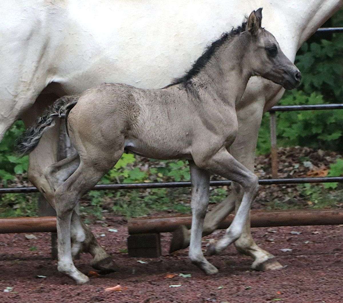 Gorgeous Smokey Grulla Morgan Filly