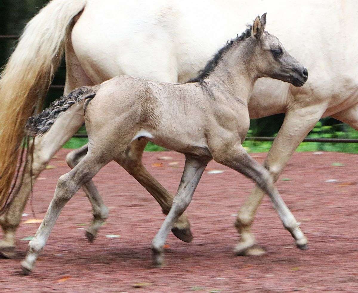 Gorgeous Smokey Grulla Morgan Filly