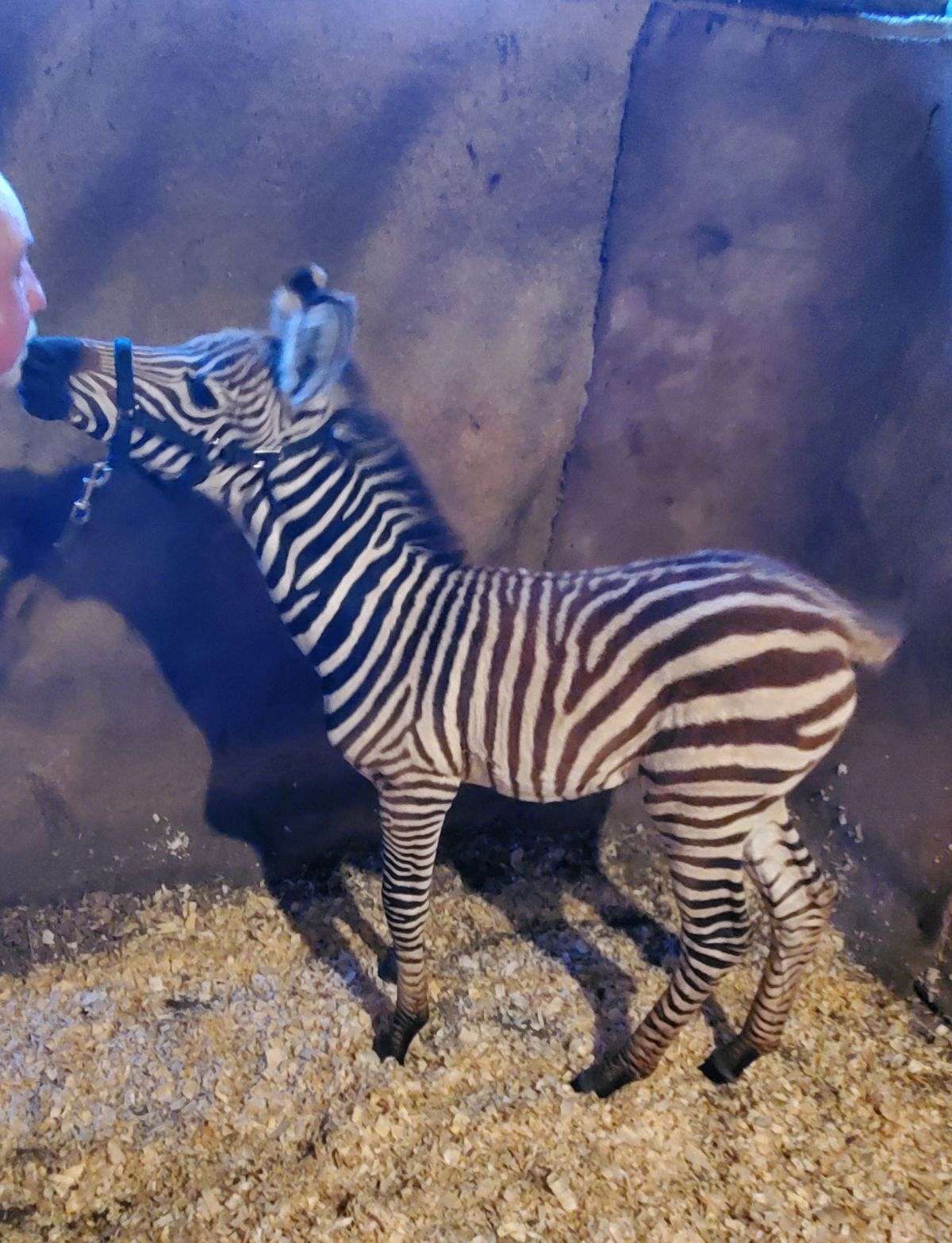 Zebra Colt On Bottle