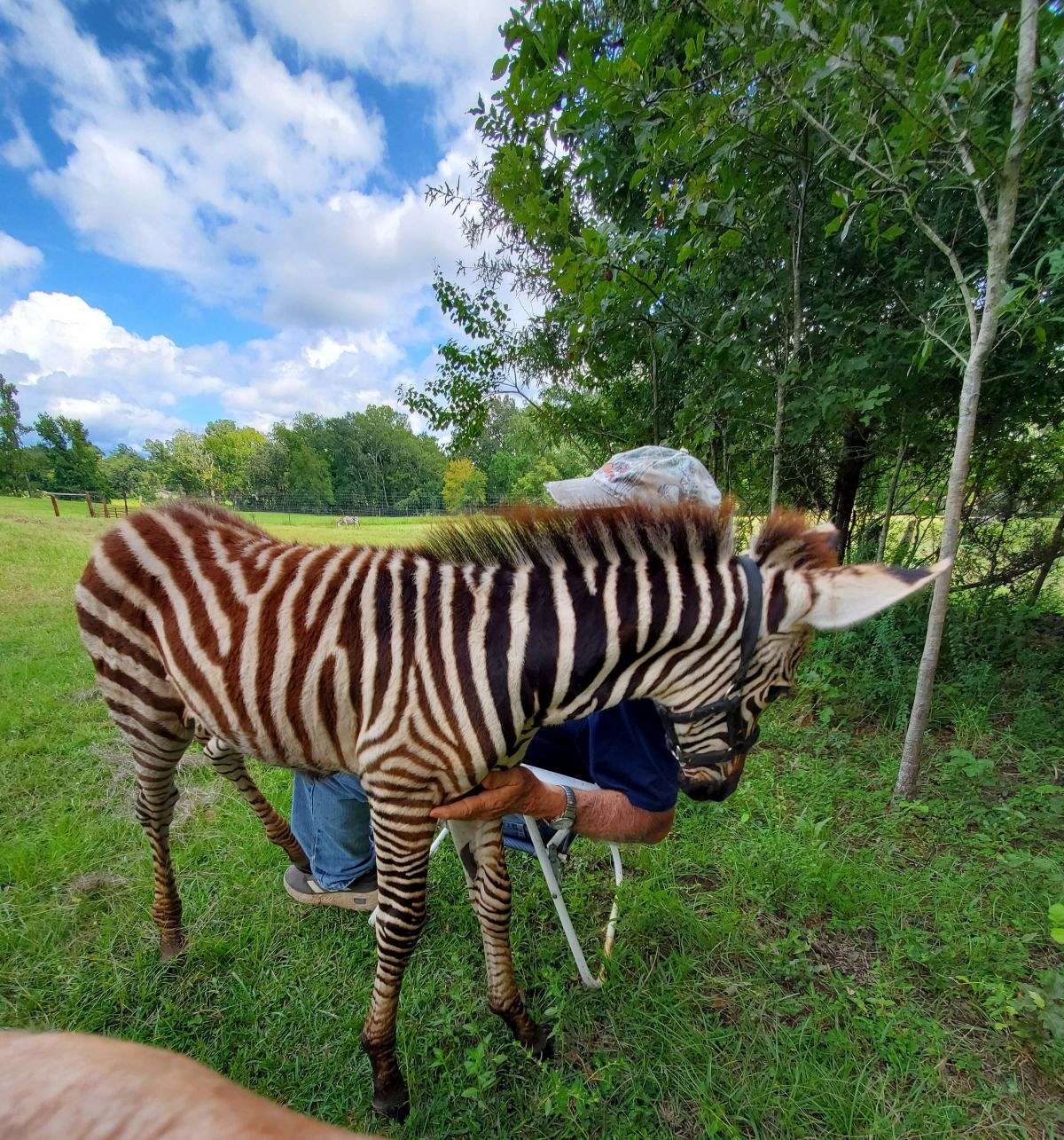 Zebra Colt On Bottle