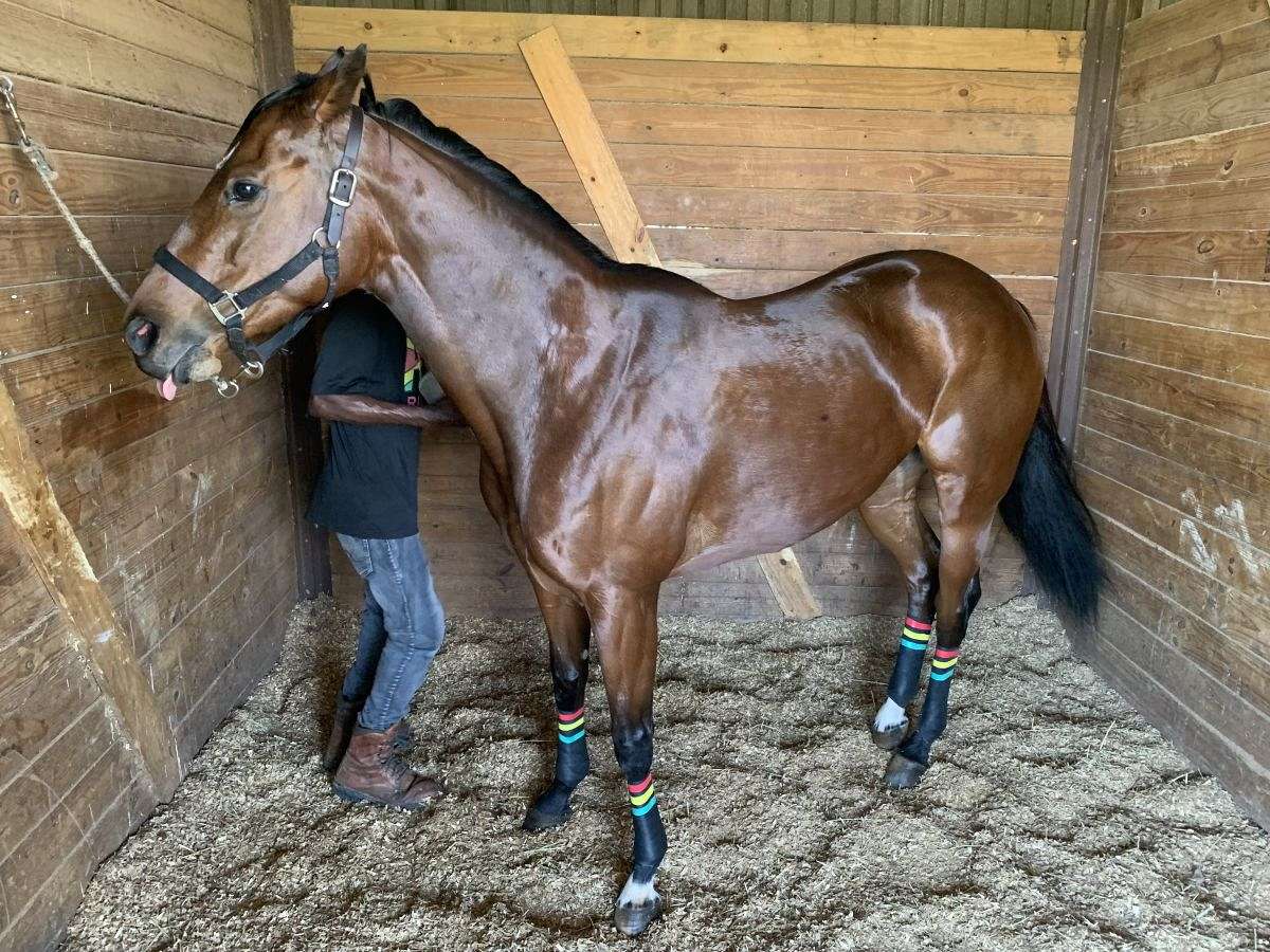 Race or Broodmare Prospect