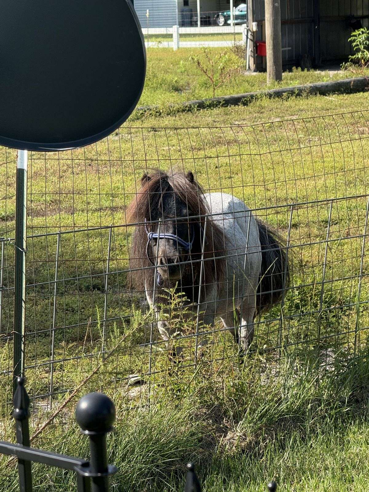 Miniature Horse Stud 33”