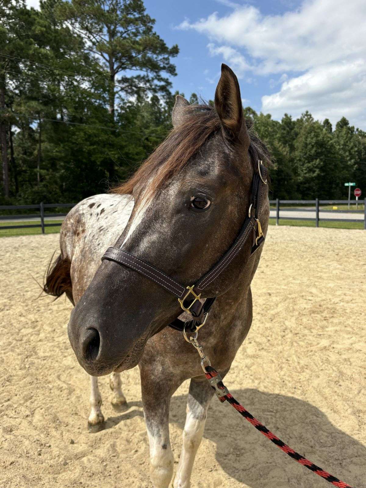 Pretty Paintaloosa Mare
