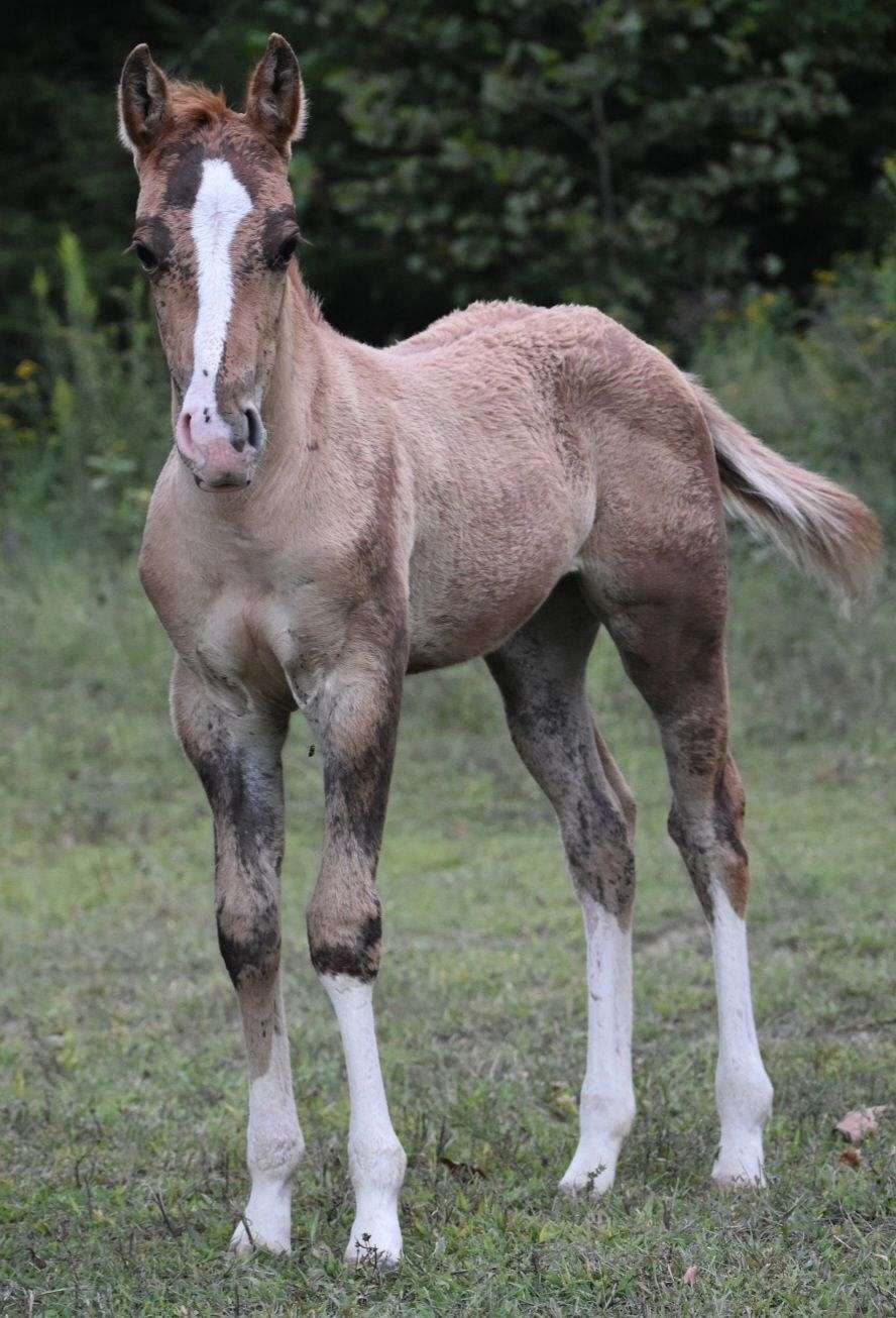 Flashy Red Dun Filly Four White Socks AQHA Shinning Spark Paddy and More