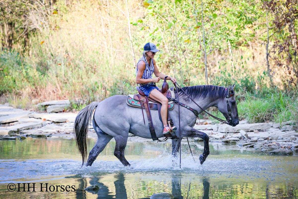 Real Good Grulla Gelding, Been Ranching, Ropes, Trail Rides, Handy and Fun