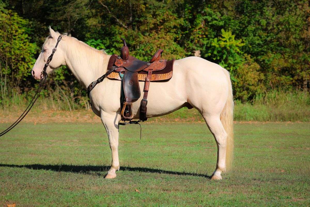 Super Gentle, Family and Youth Friendly Cremello Quarter Horse Gelding