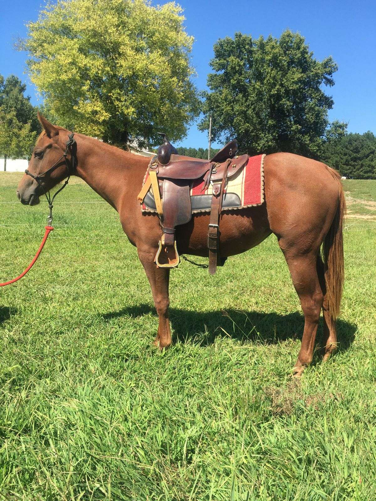 AQHA Filly, Gr.Grand. of Highbrow Cat