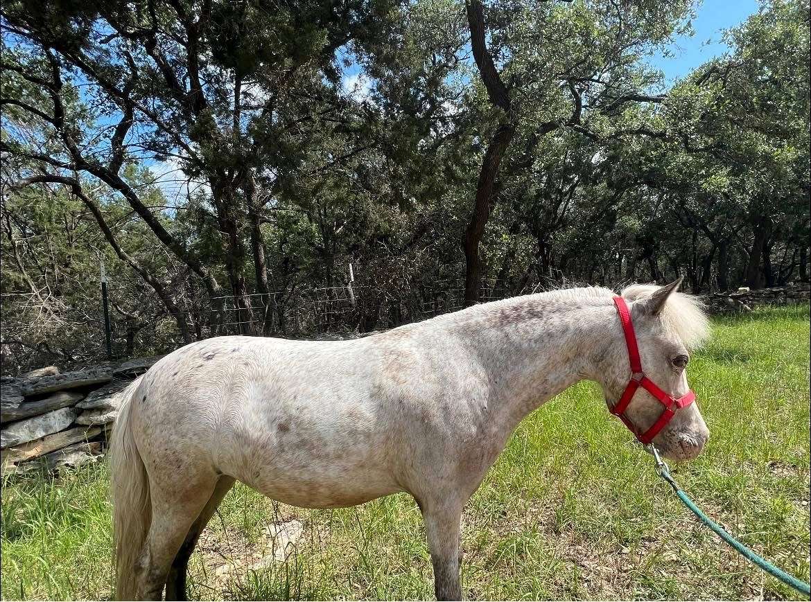 Beautiful Buckskin Appy Mare