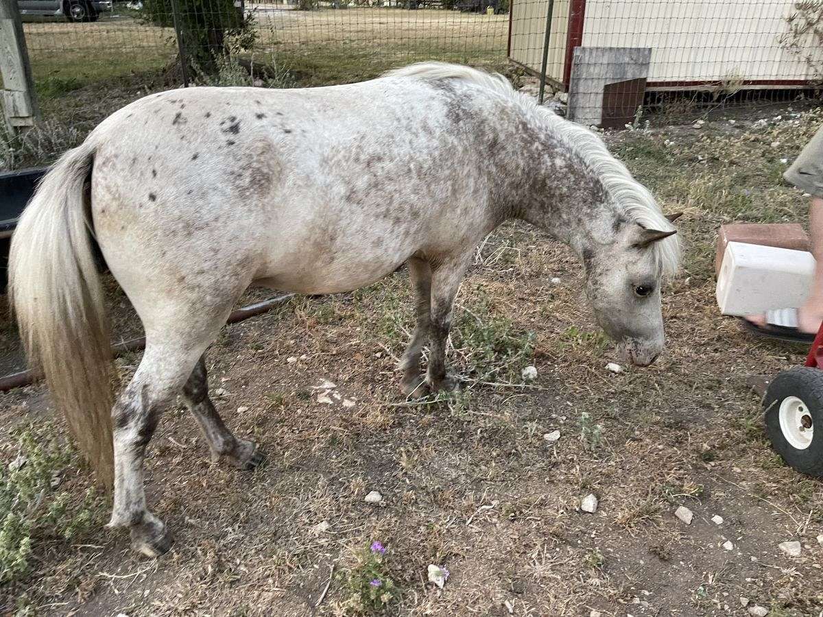 Beautiful Buckskin Appy Mare