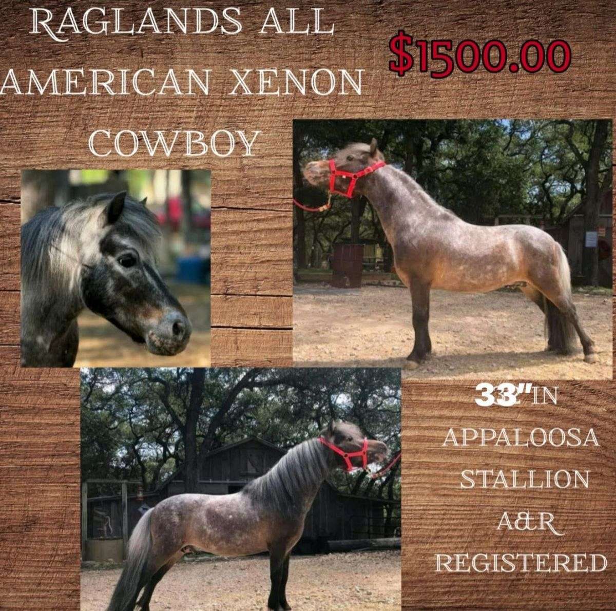Beautiful Buckskin Appy Mare