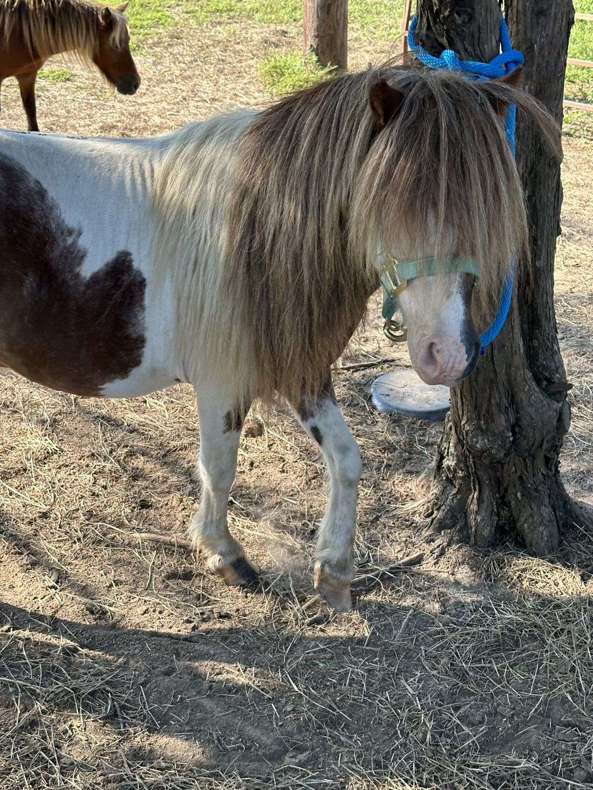 Sierra- Red and White Roan Mini