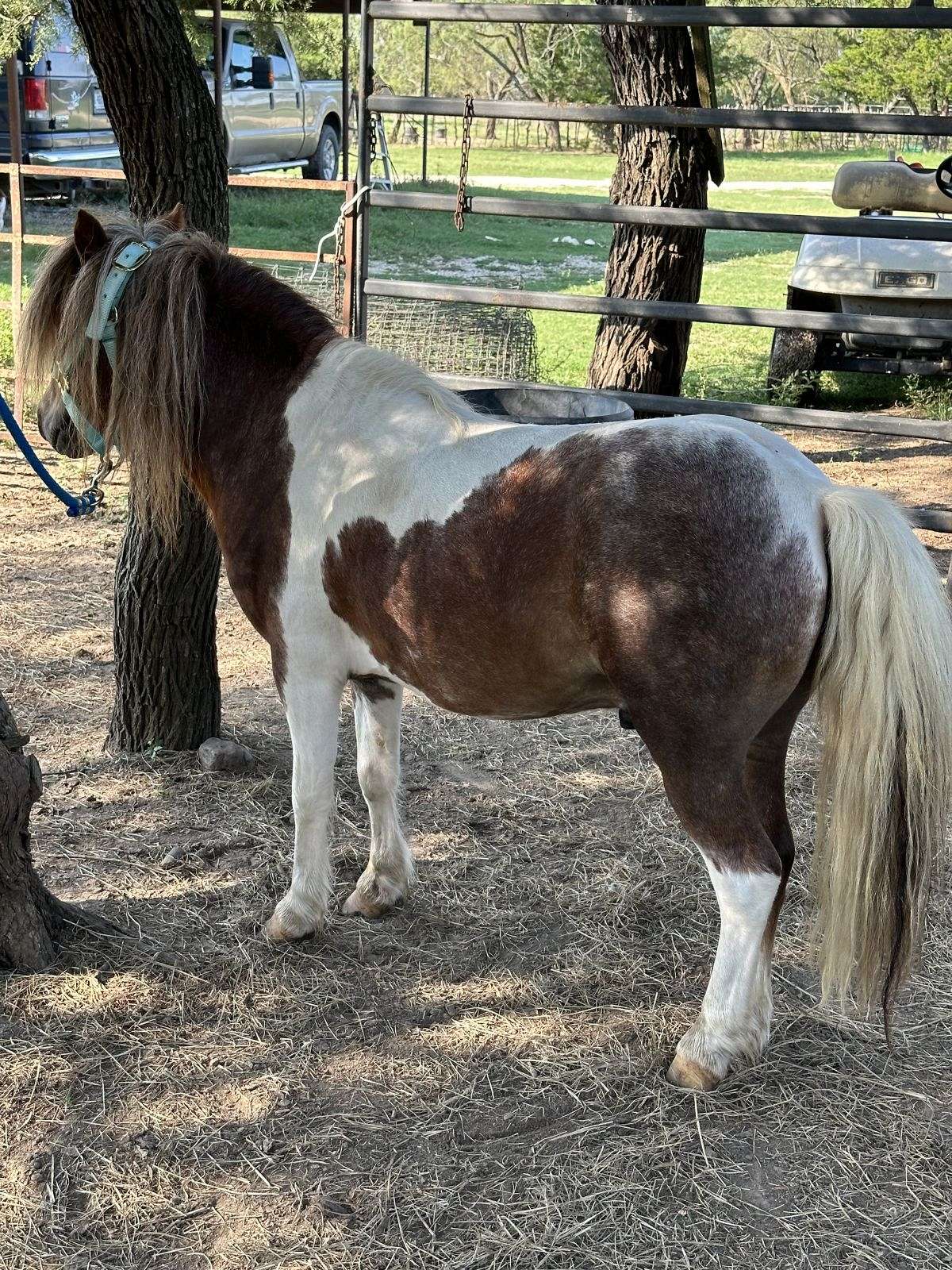 Sierra- Red and White Roan Mini