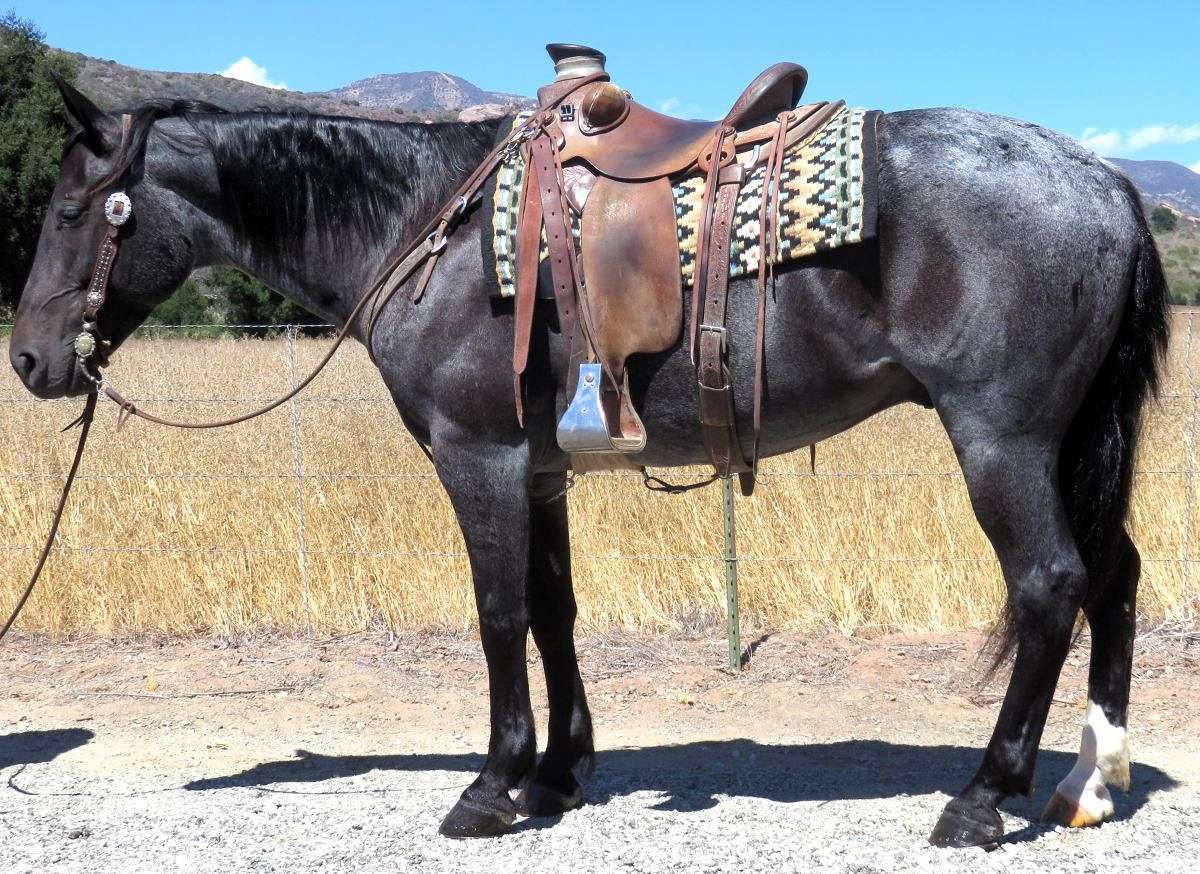 7 Year Old 15.2 Hand Blue Roan Quarter Draft Cross Gelding +++Video+++