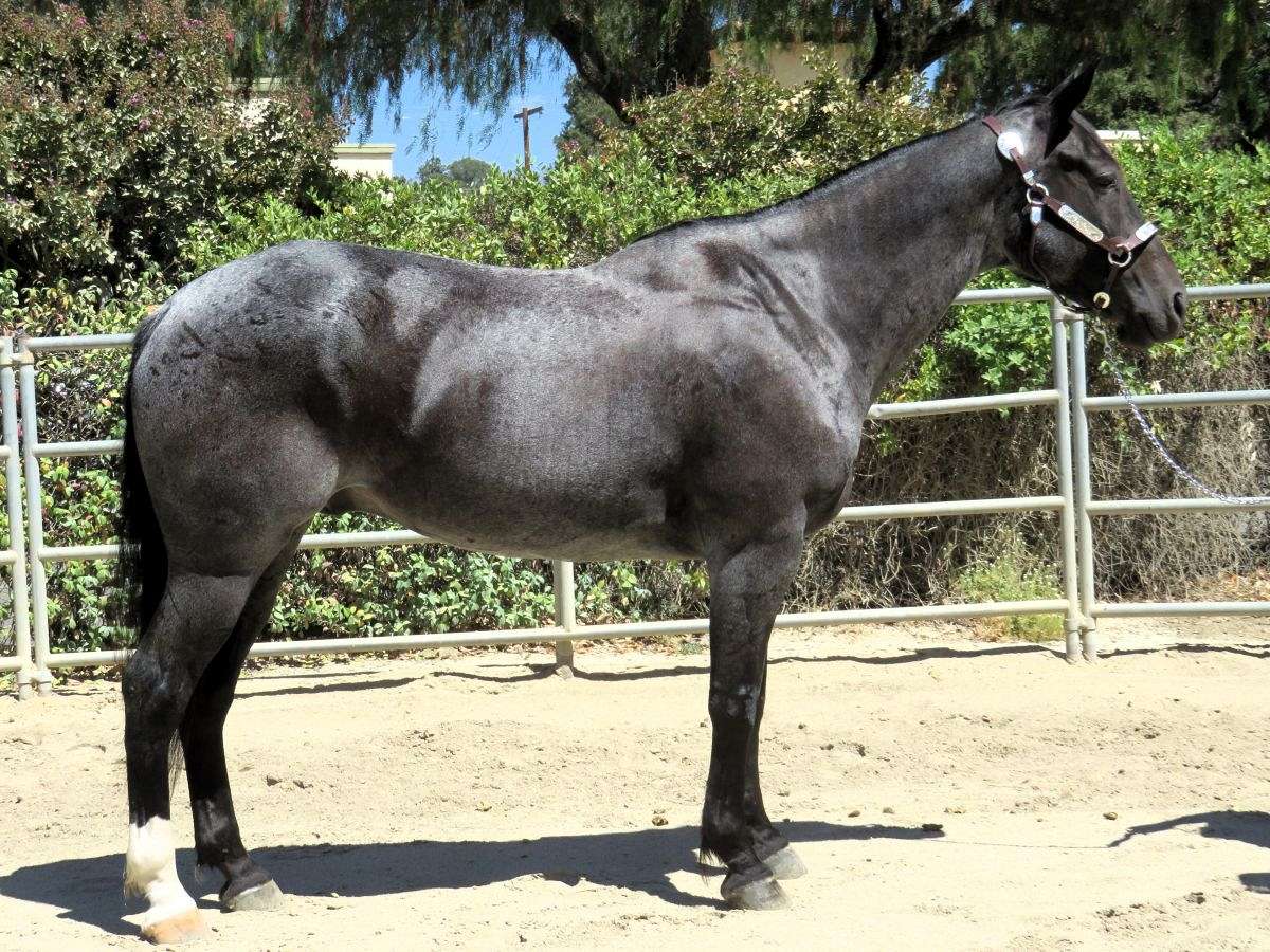 7 Year Old 15.2 Hand Blue Roan Quarter Draft Cross Gelding +++Video+++