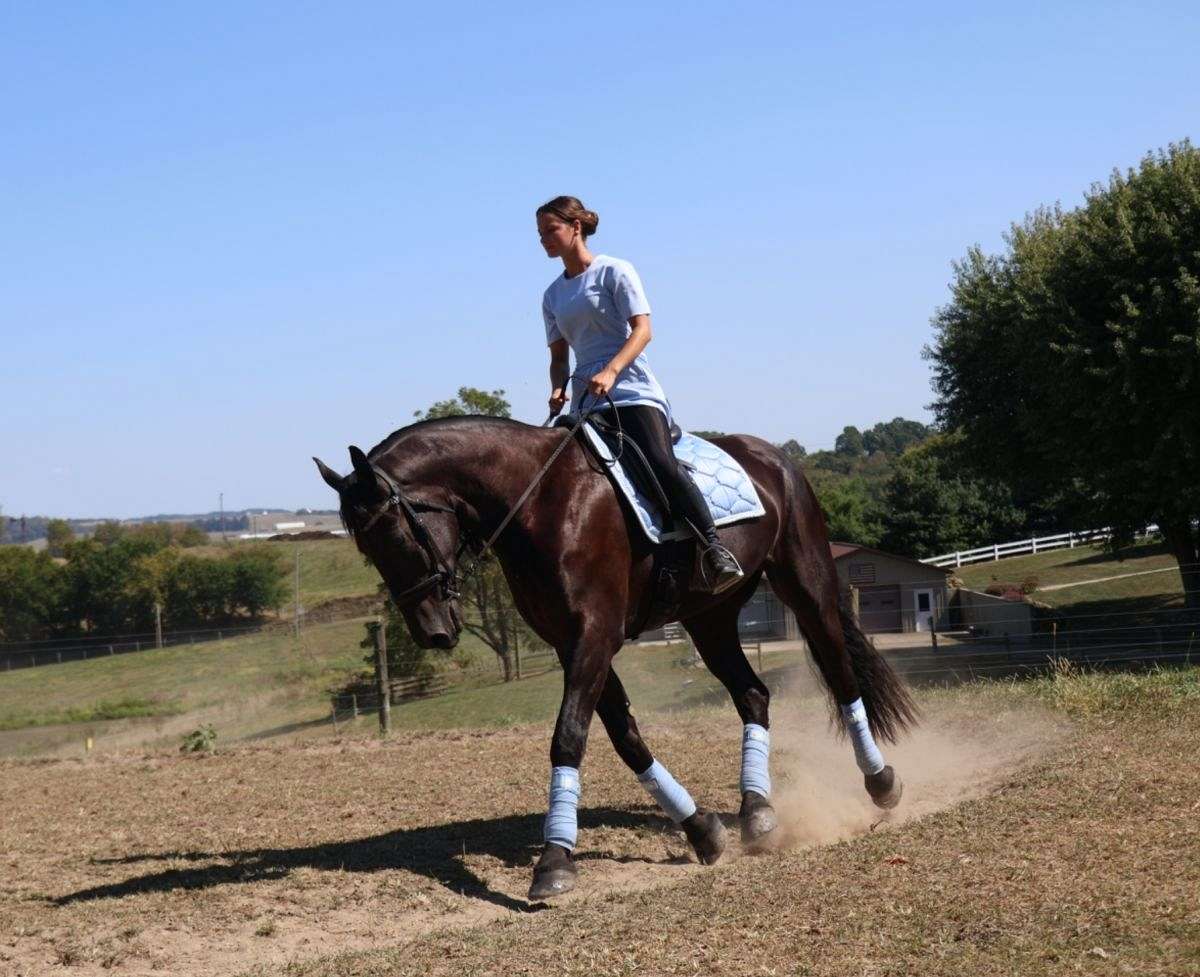 Dressage, Trail Riding, Driving Friesian Sport Horse