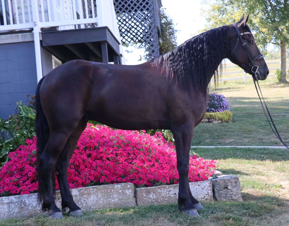 Dressage, Trail Riding, Driving Friesian Sport Horse