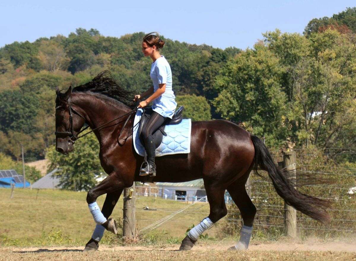 Dressage, Trail Riding, Driving Friesian Sport Horse
