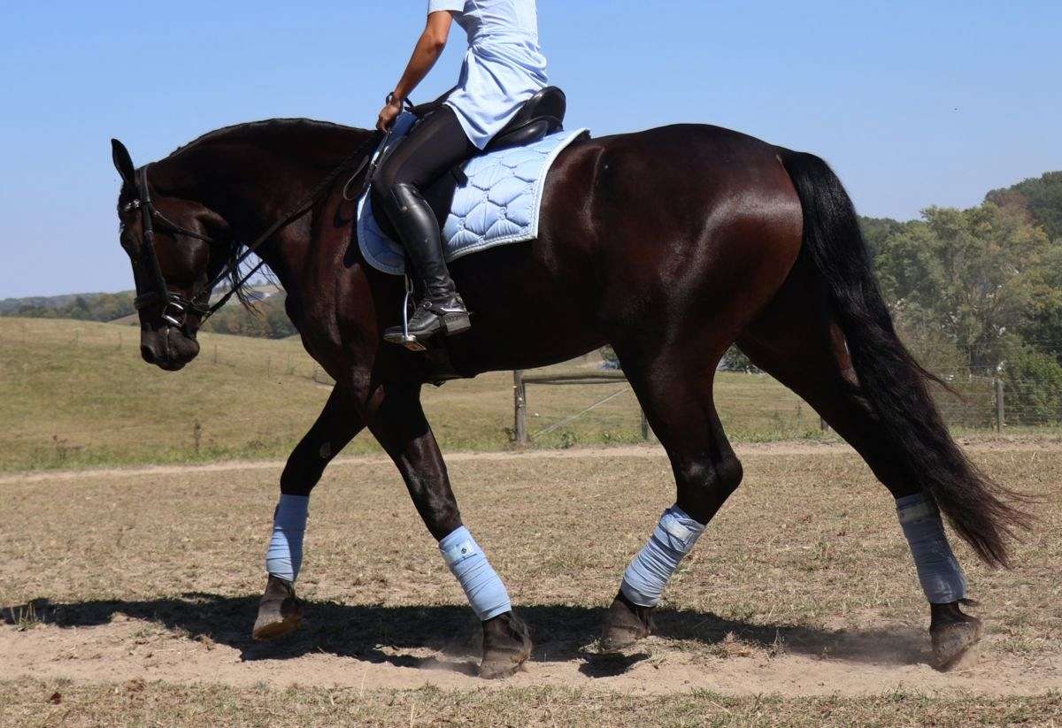 Dressage, Trail Riding, Driving Friesian Sport Horse