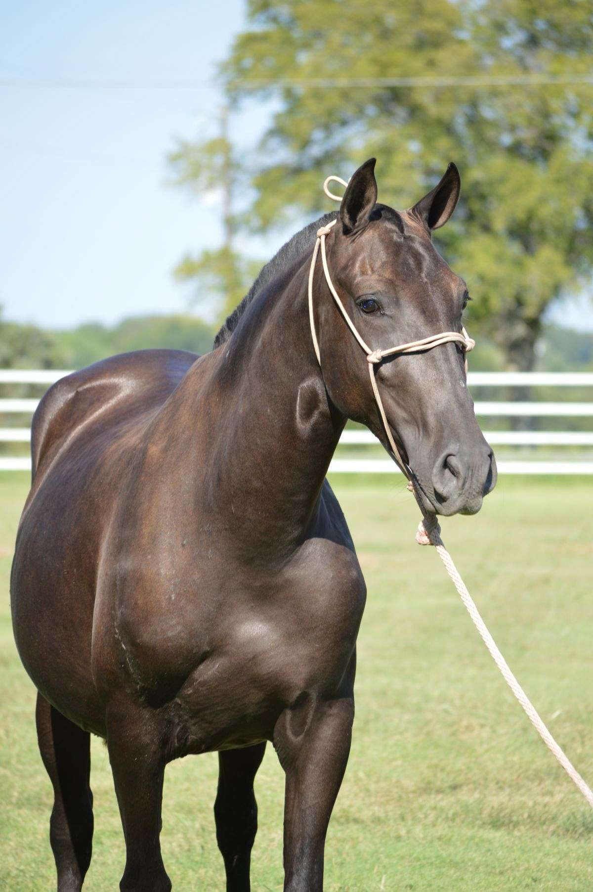 Beautiful ANCCE Mare Infoal Carries Cream and Red