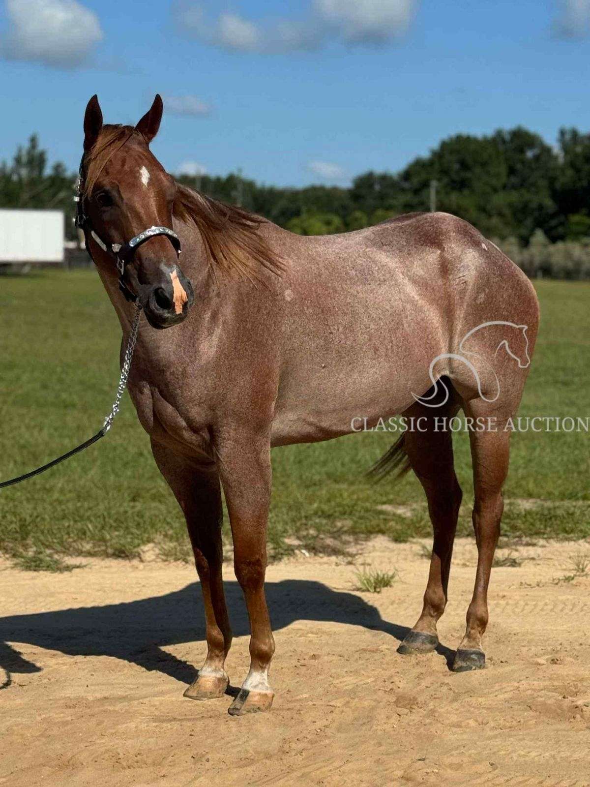 Red Roan Quarter Horse Gelding