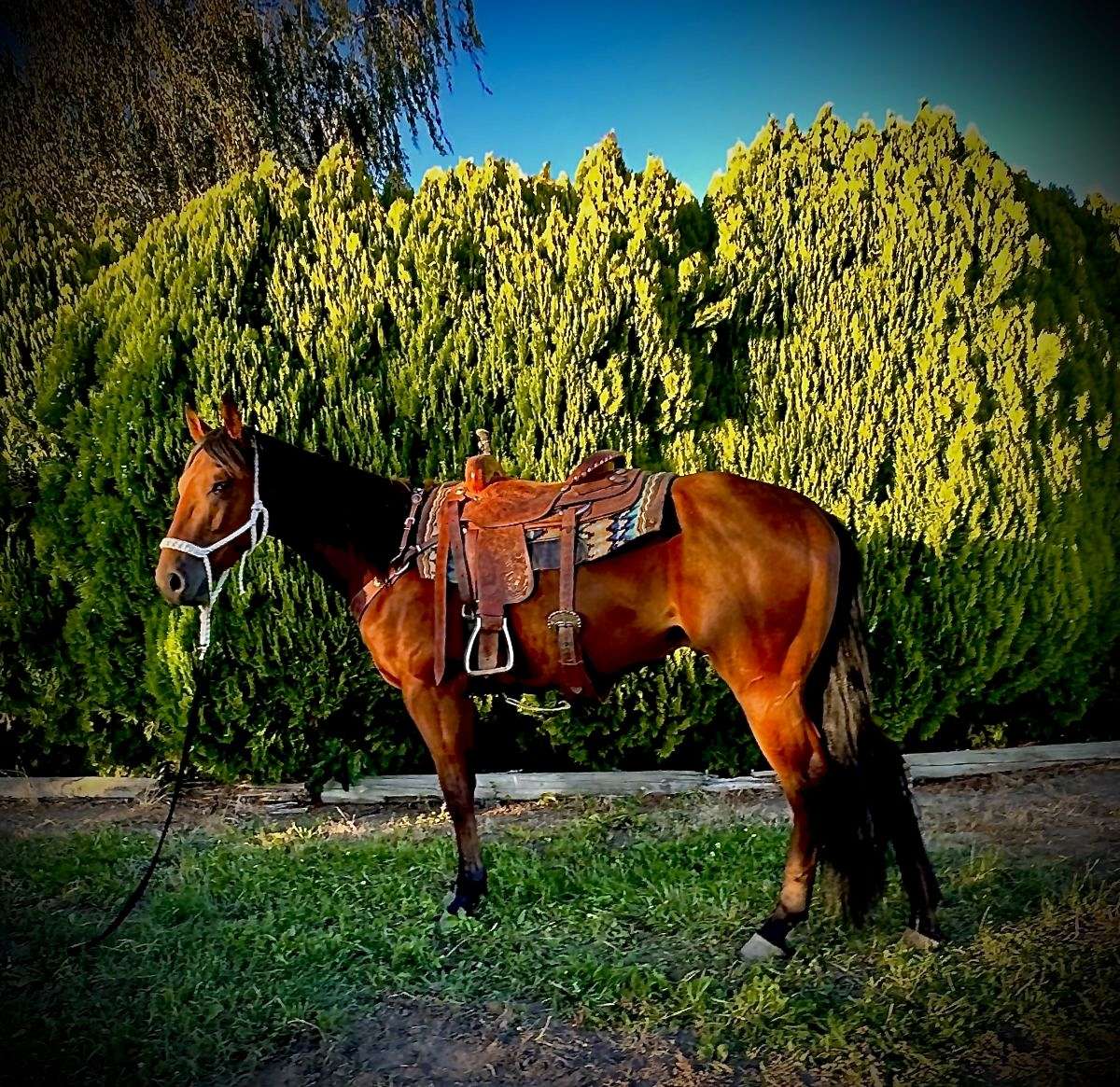 6….3yr Old Firewater Flit/Double Bread Smart Little Lena