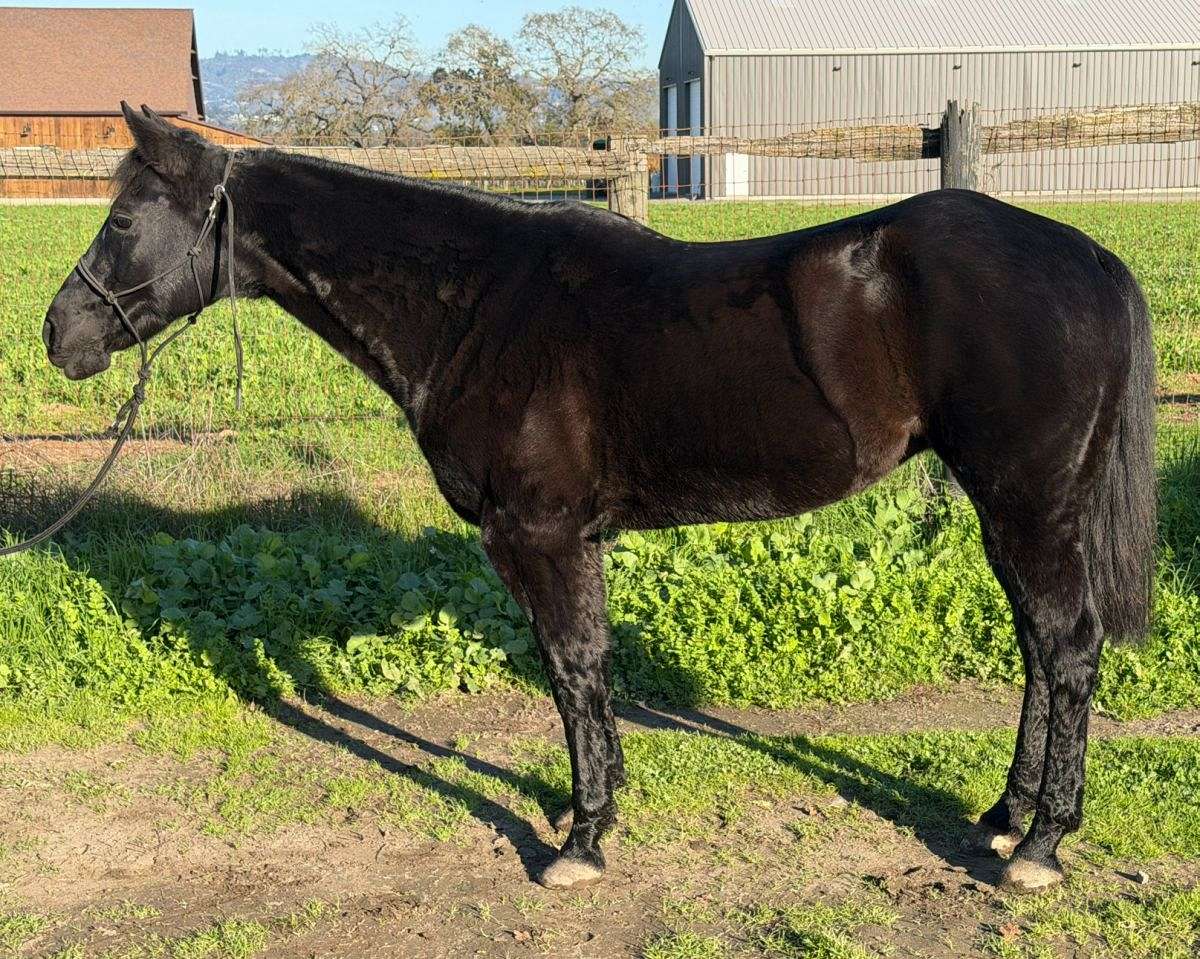 14.2h Black Project Mare