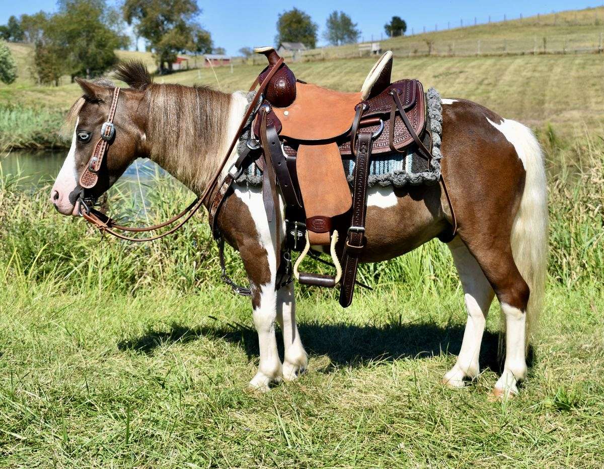 Once-in-a-Lifetime Pony – Confidence Builder & Driving Star