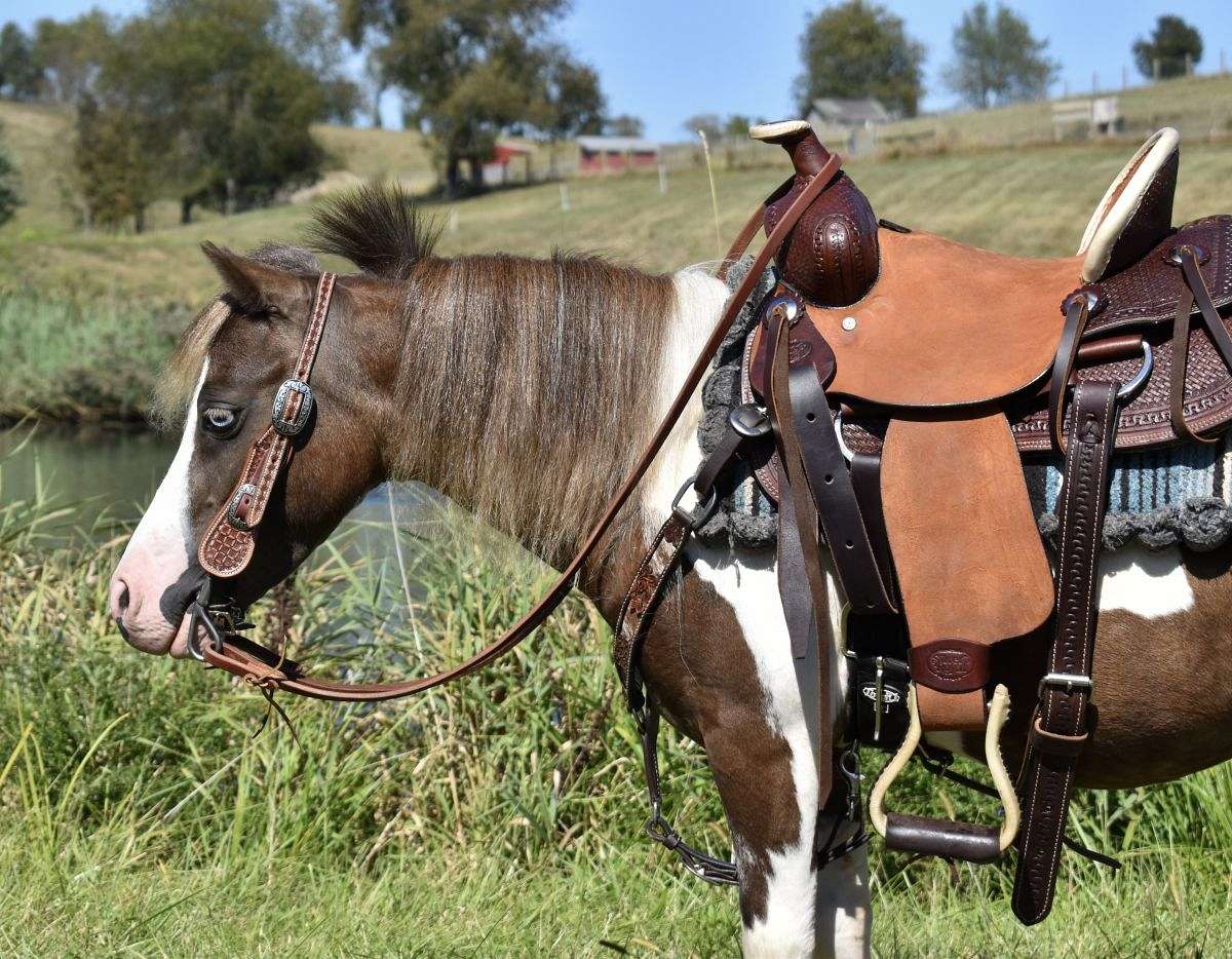 Once-in-a-Lifetime Pony – Confidence Builder & Driving Star