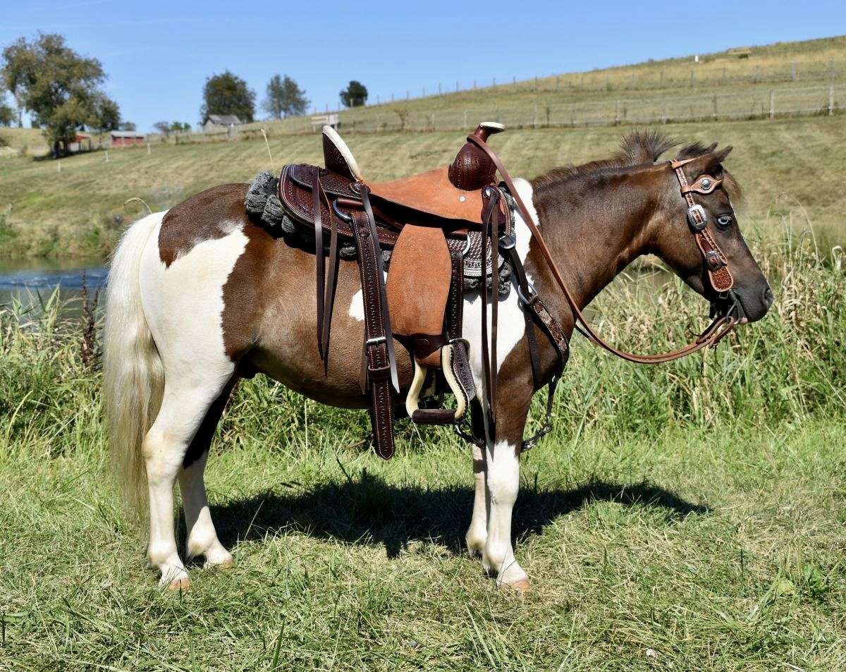 Once-in-a-Lifetime Pony – Confidence Builder & Driving Star