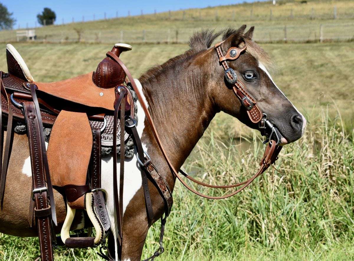 Once-in-a-Lifetime Pony – Confidence Builder & Driving Star