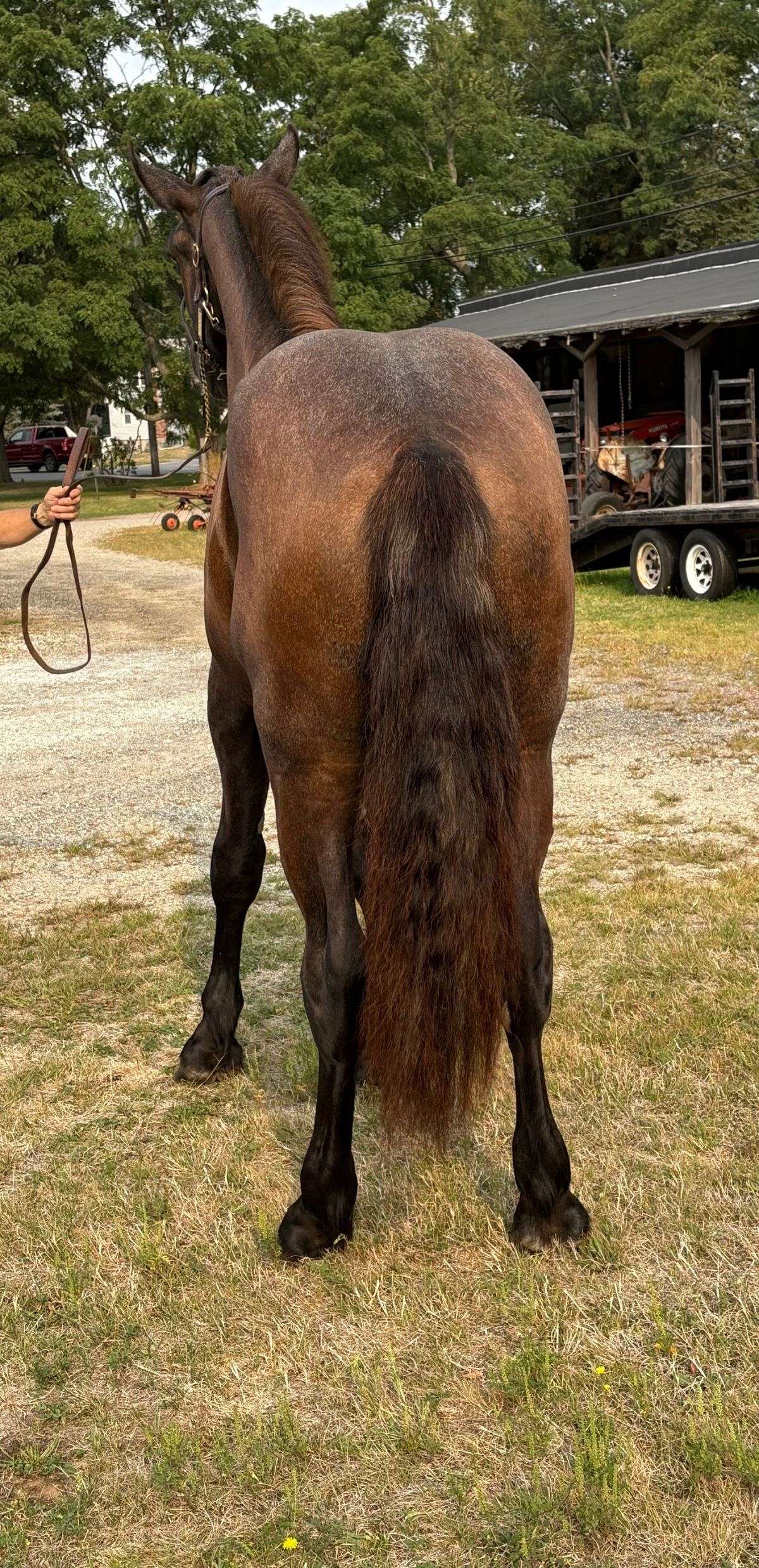 Registered Percheron 14-Month-Old Gelding - Grey Beauty With Top Bloodlines