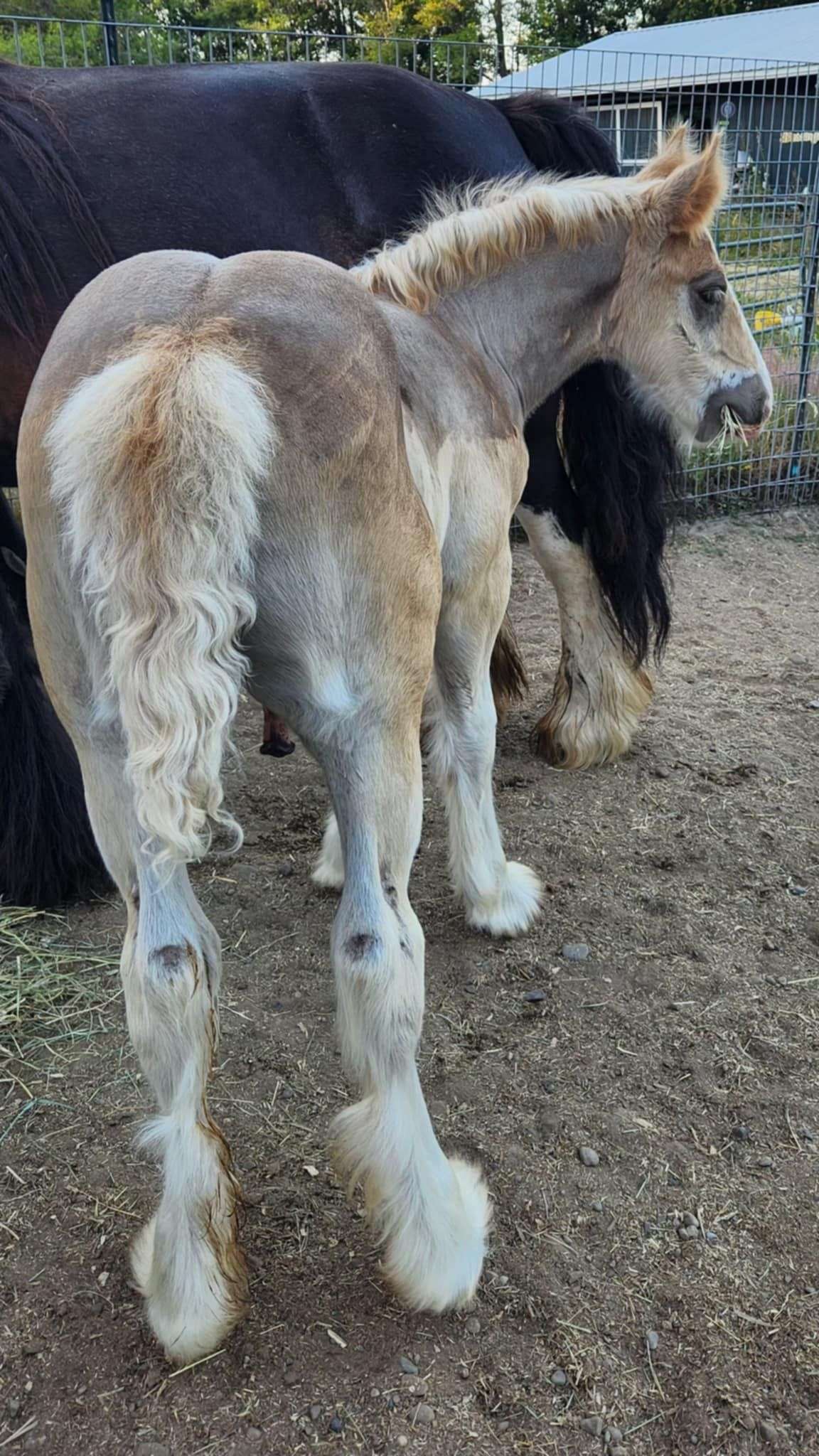 Silver Dapple Gypsy Colt, WA State
