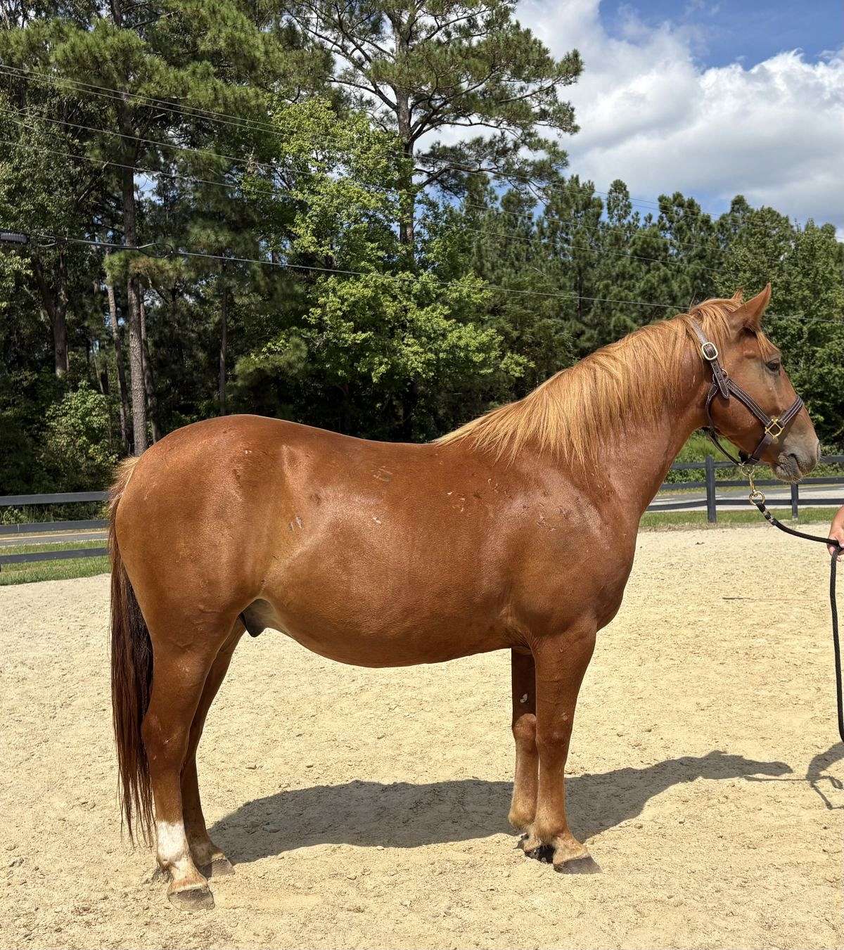 Haflinger QH Cross