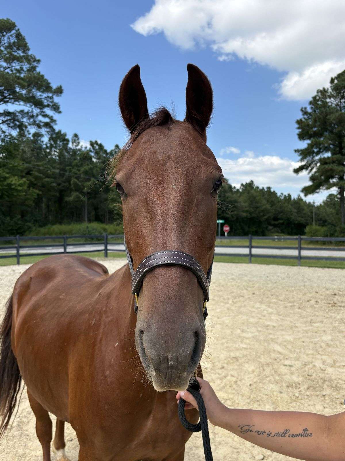 Sorrel Morgan Gelding