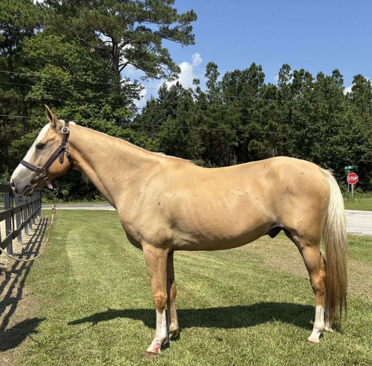 Palomino QH Gelding