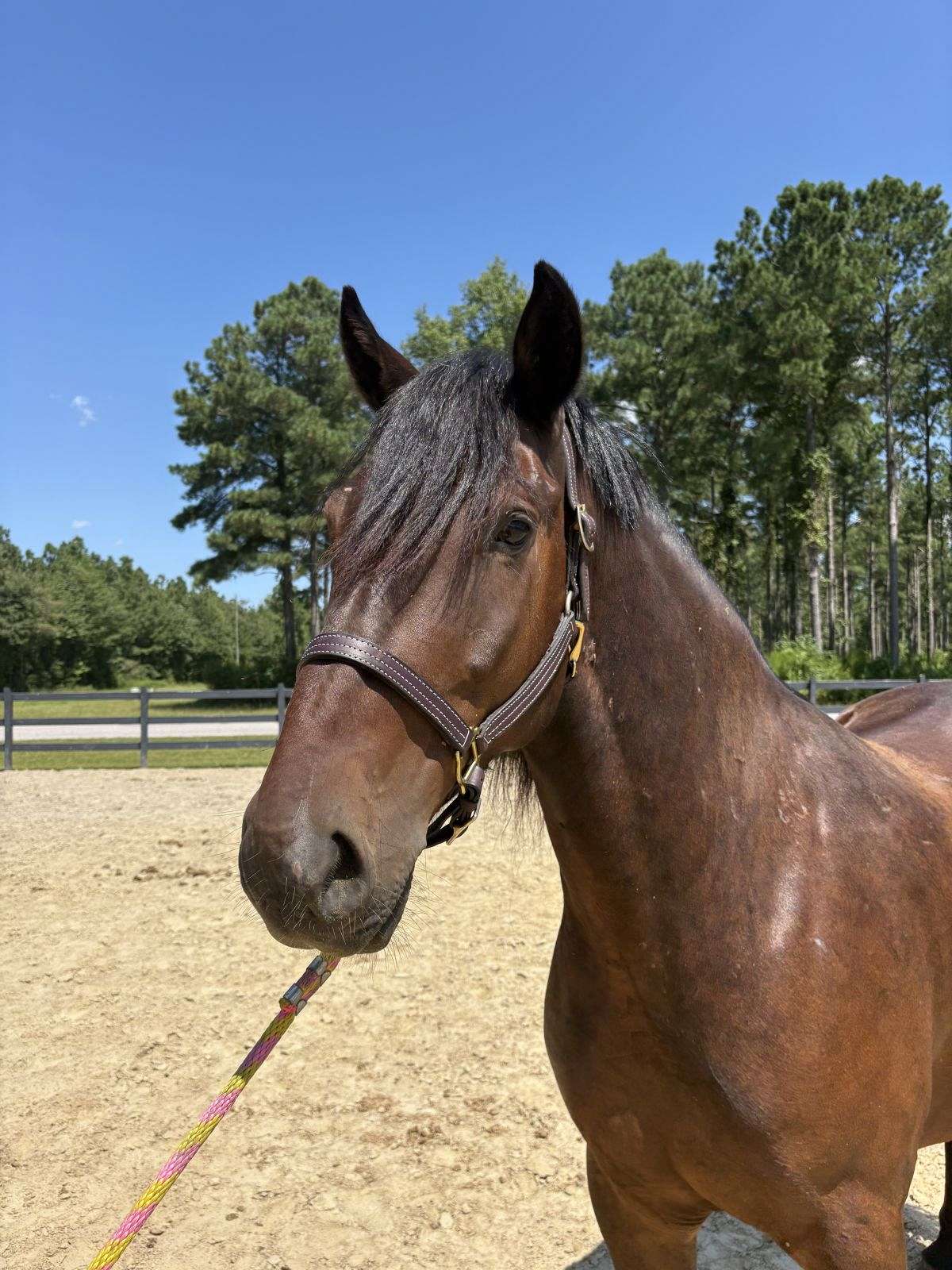 Bay Crossbred Gelding