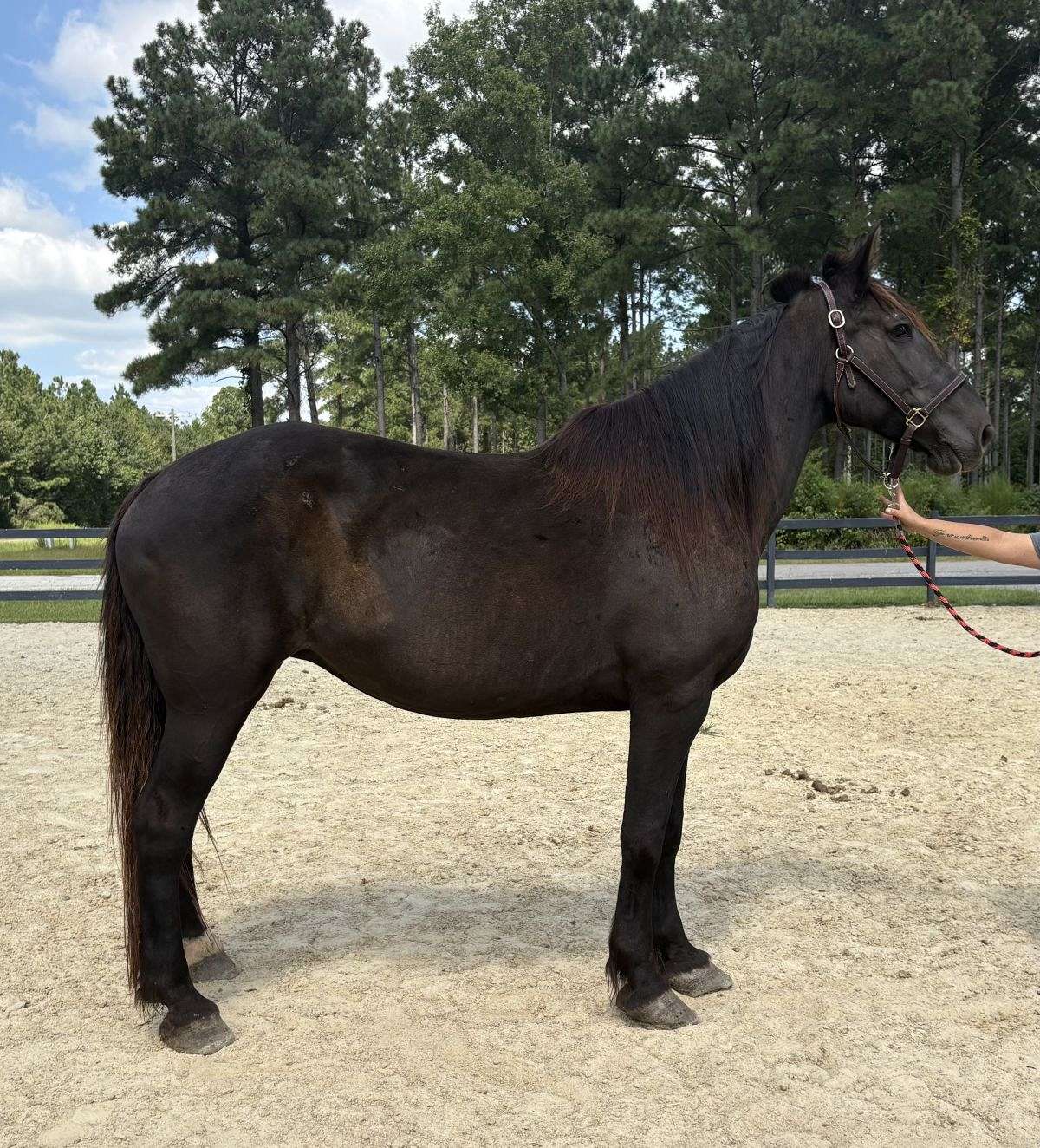 Black Percheron Cross