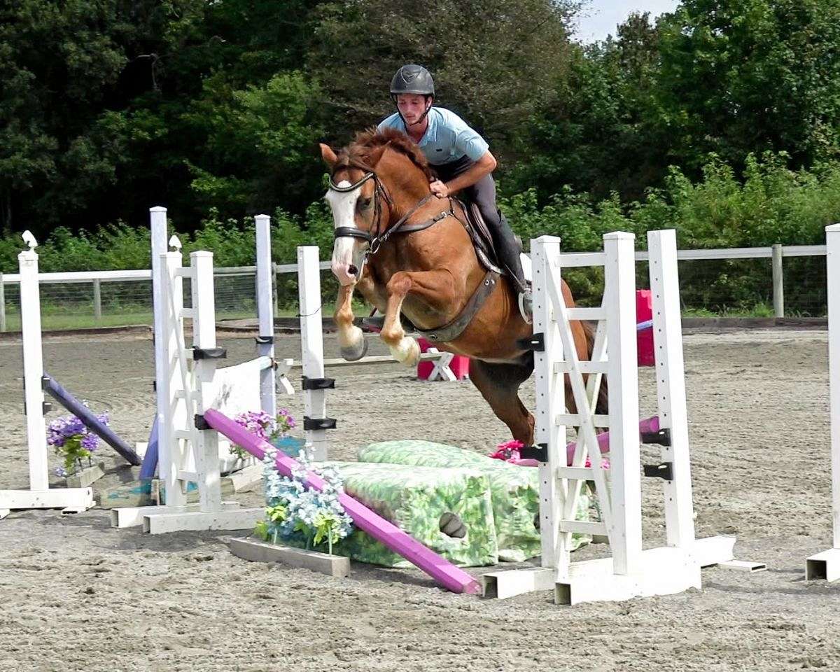 15.2h 7yr Adorable Draft Cross Gelding