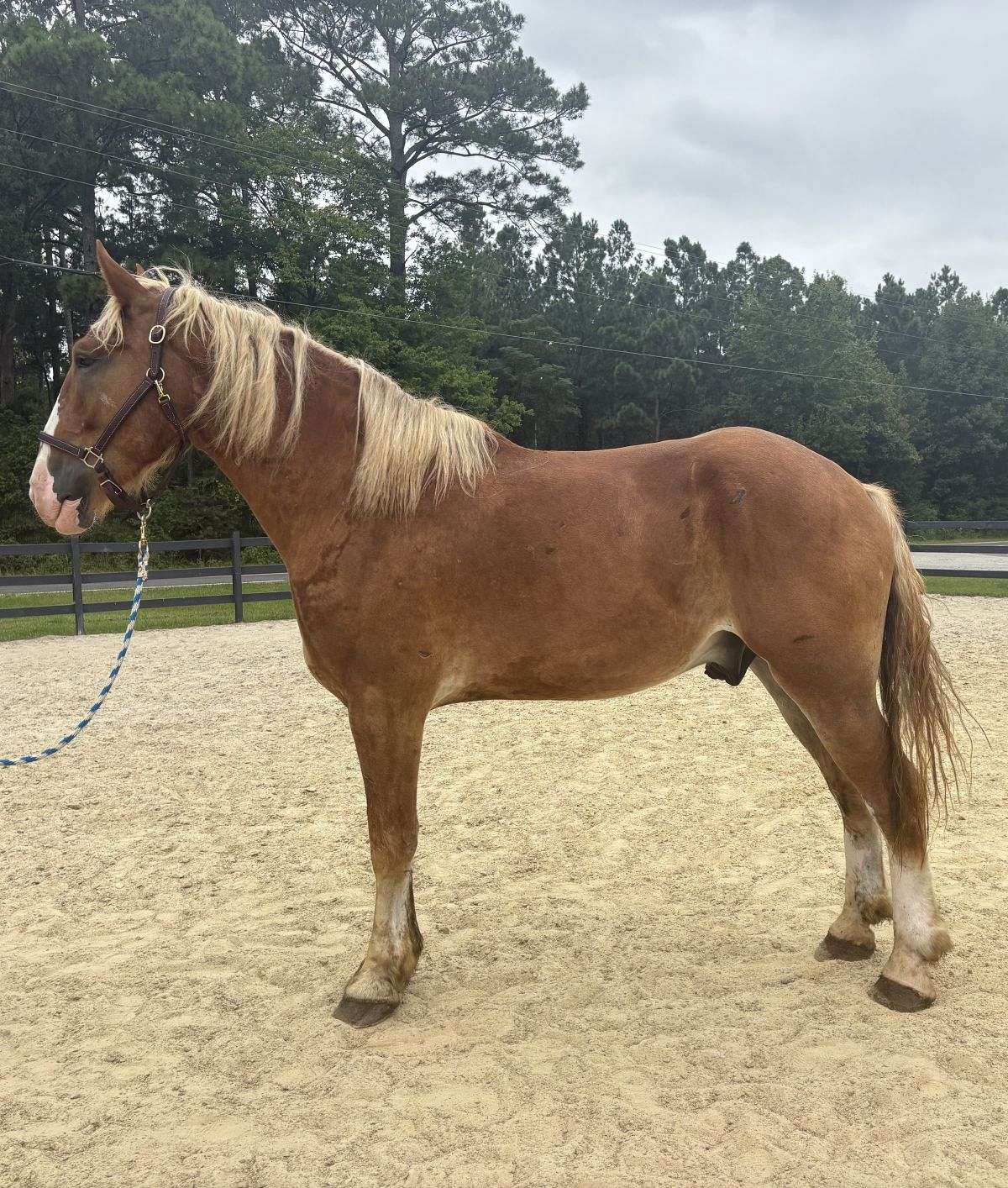 Nice Belgian Gelding