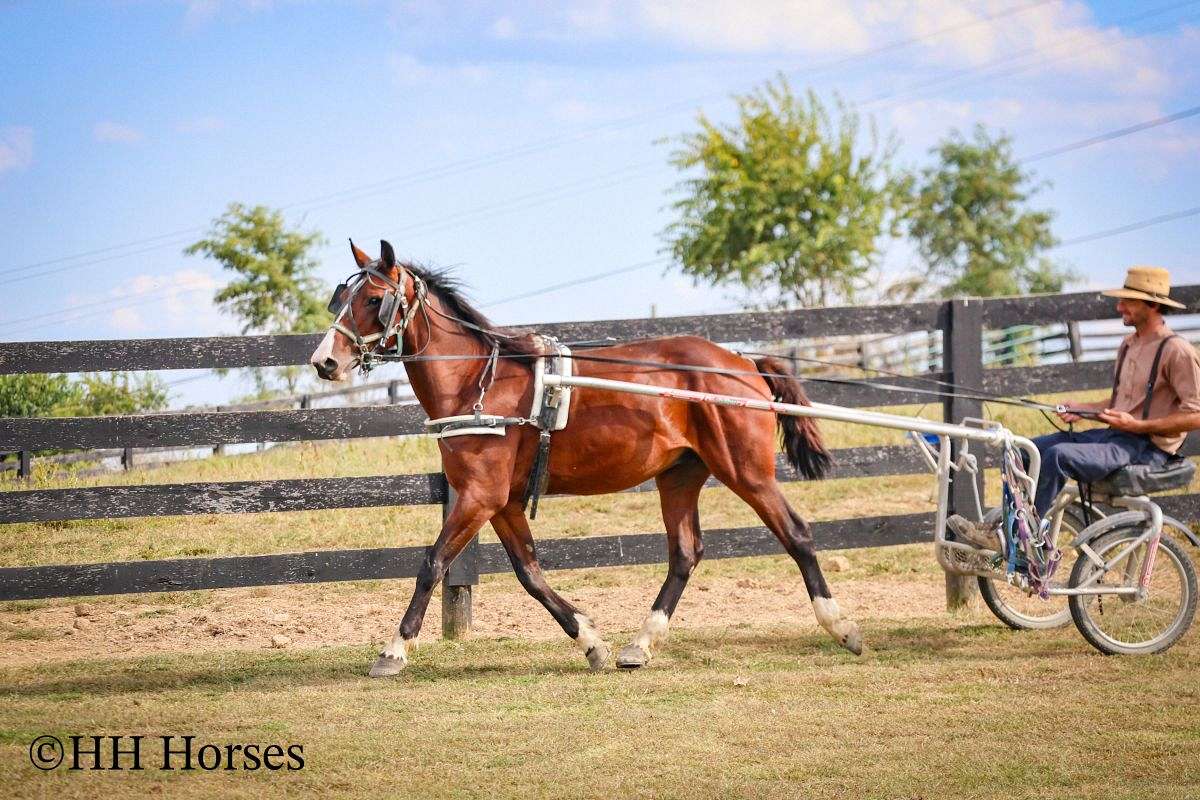 Super Gentle Bay Morgan Gelding, Rides and Drives, Quiet