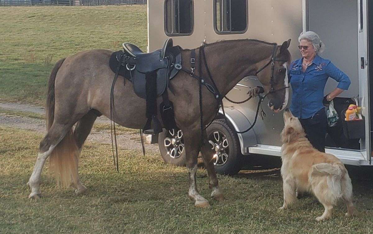 Chestnut Sabino TWH Gelding