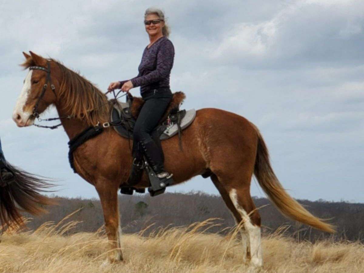 Chestnut Sabino TWH Gelding